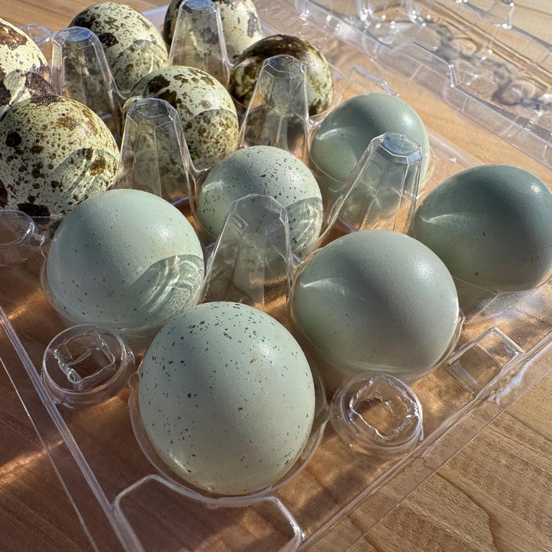 Blown Eggs - Etsy