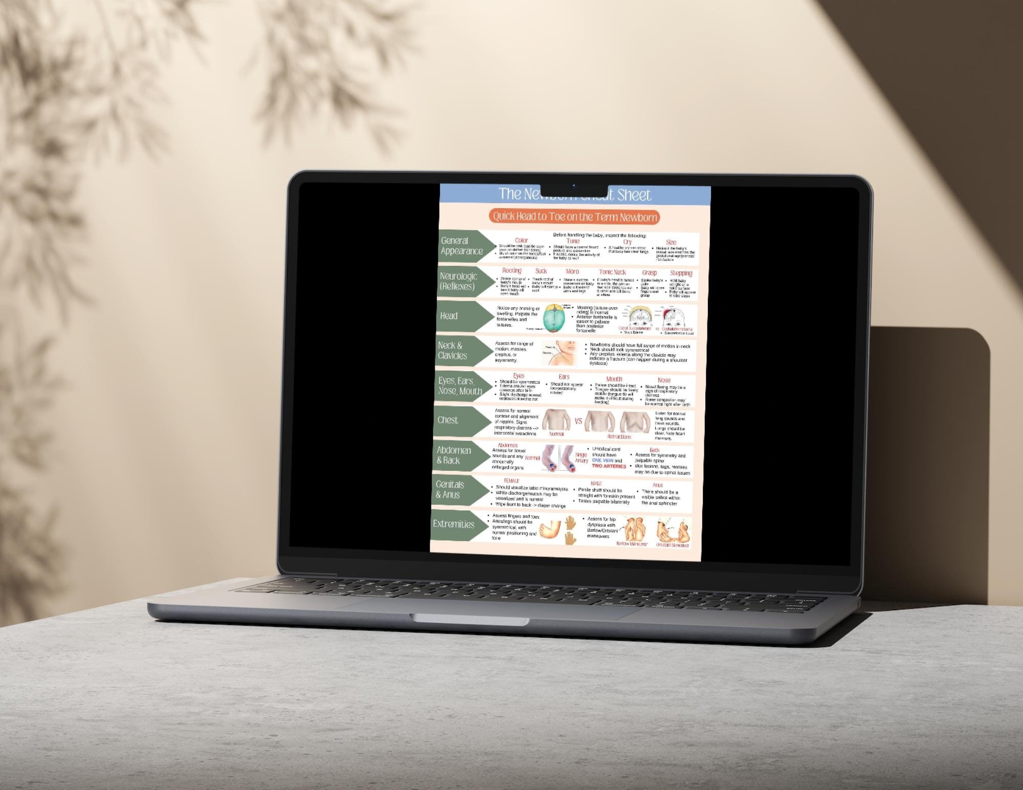 Newborn Cheat Sheet for Nurses PRINTABLE PDF | Labor and Delivery, L&D ...