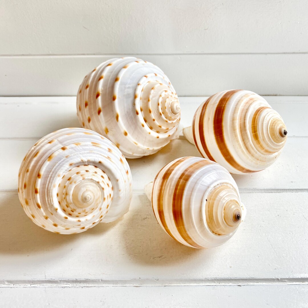 Banded & Spotted Tun Shells - Natural Sea Snail Shells, Set of 4 - Etsy