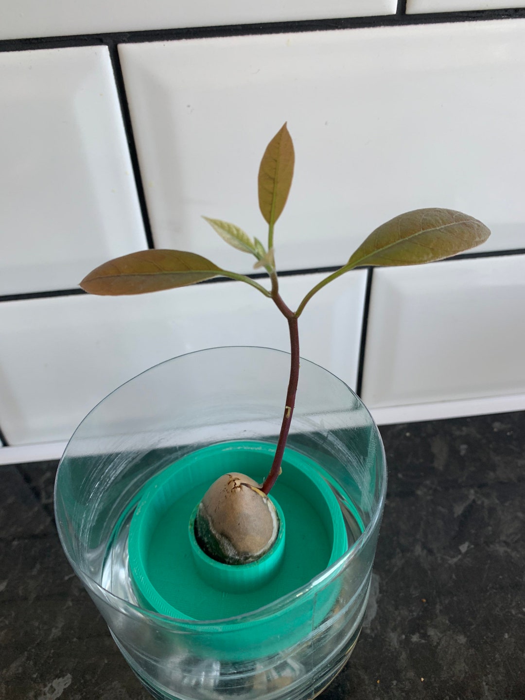Avocado Float Grow Your Own Avocado Treeindoor Plant - Etsy