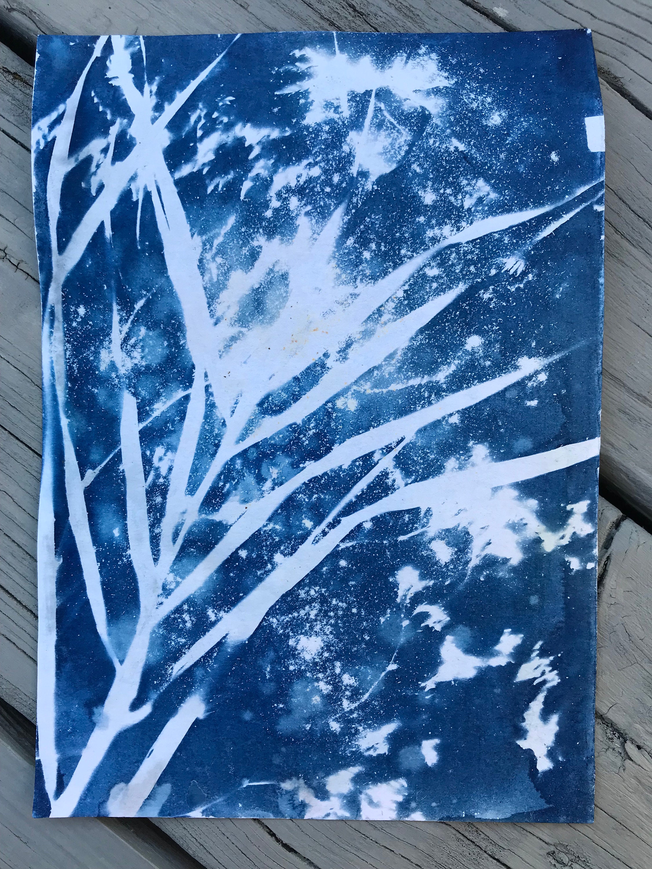 Set of 4 Original Cyanotype Prints, Botanical Cyanotype Art, Nature ...