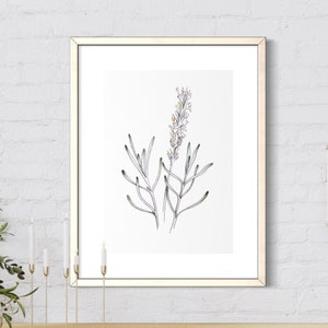 Printable Lavender Botanical Poster, Minimalistic Wall Art - Etsy