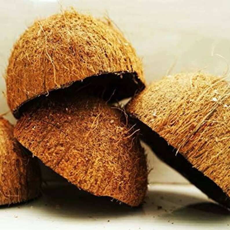 Coconut Half Shel. - Etsy