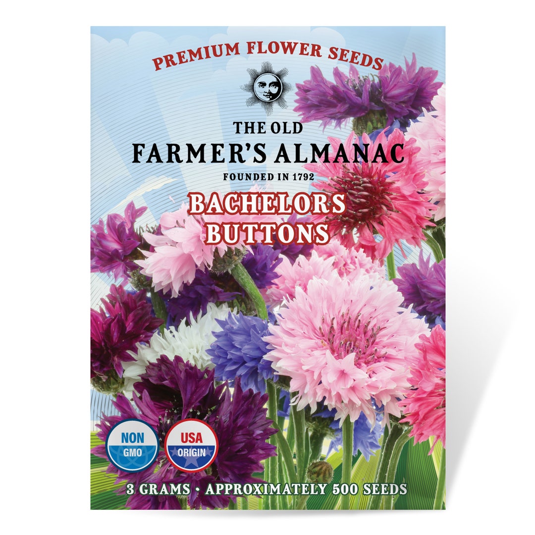 Bachelors Button Seeds: Non-gmo USA Origin Flower Seeds - Etsy