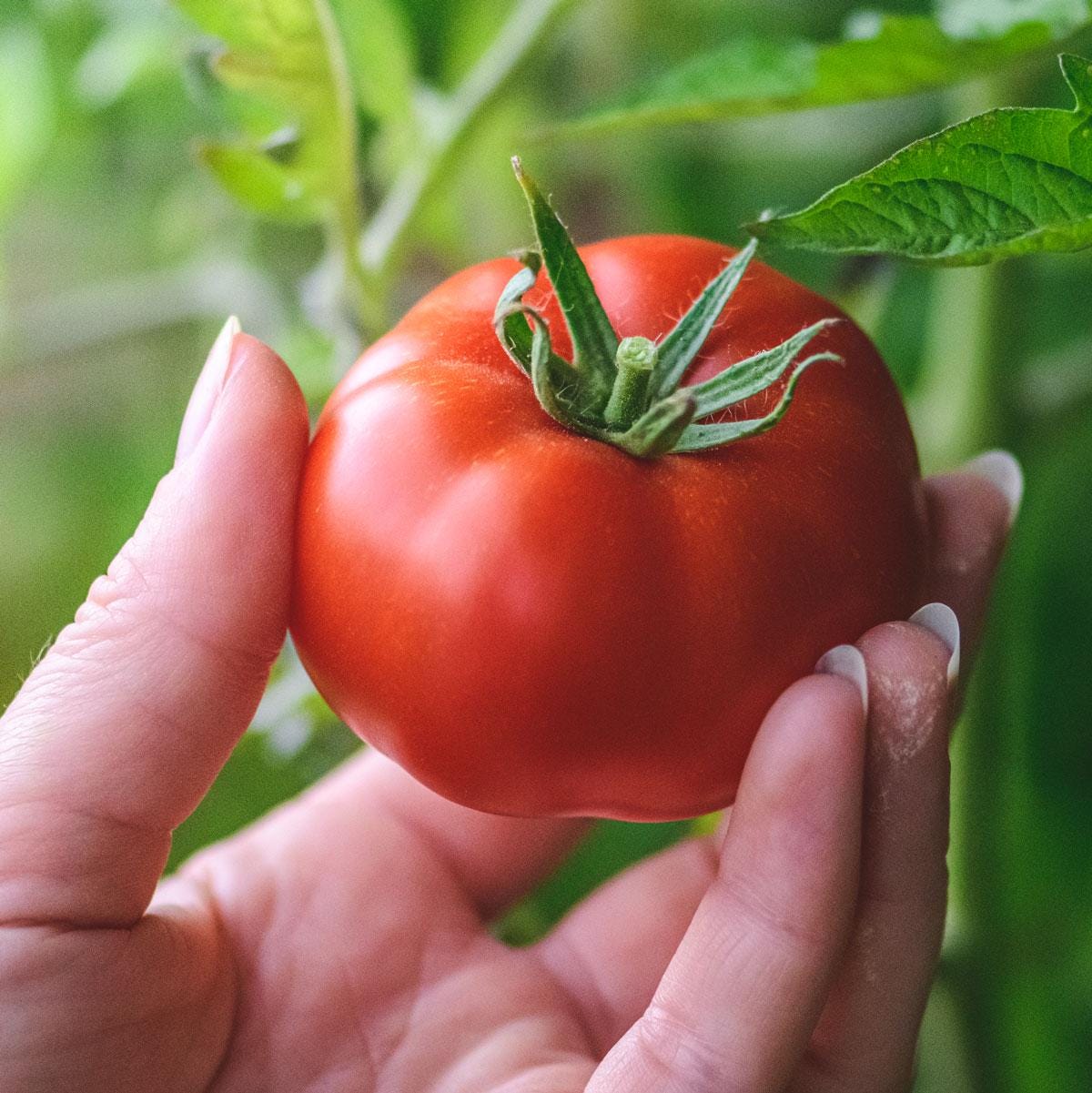 Oregon Spring Tomato Seeds: the Old Farmer's Almanac, Heirloom, Open ...