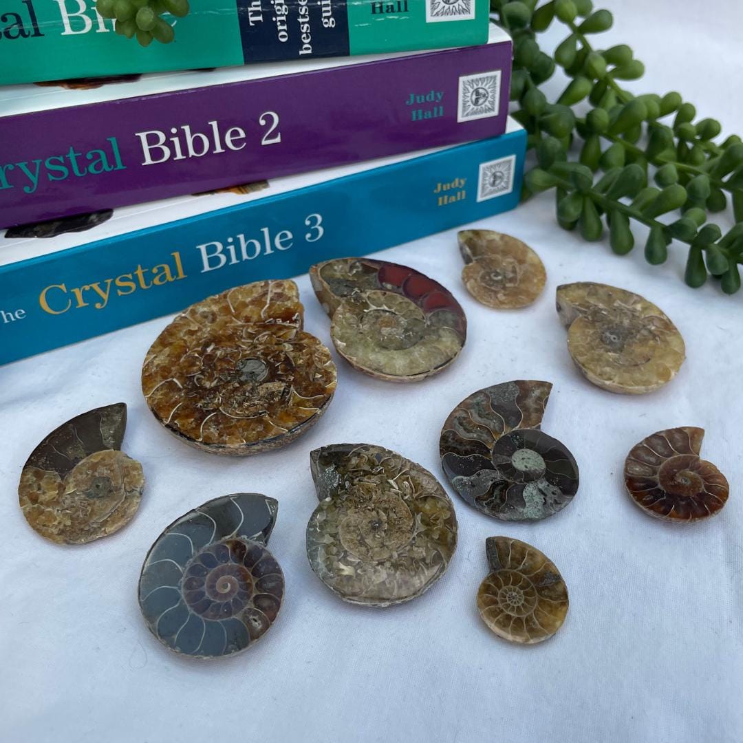Ammonite Fossils - Etsy