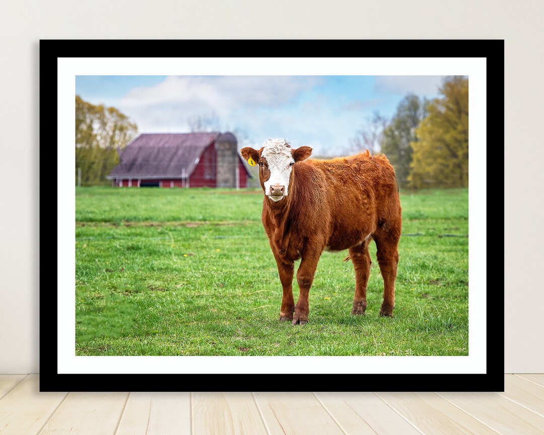 Calf Photo Print, Farmhouse Cow Wall Art, Animal Photography - Etsy