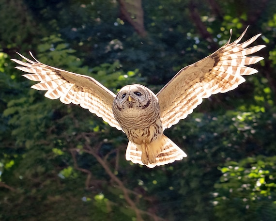 Flying Owl Photos