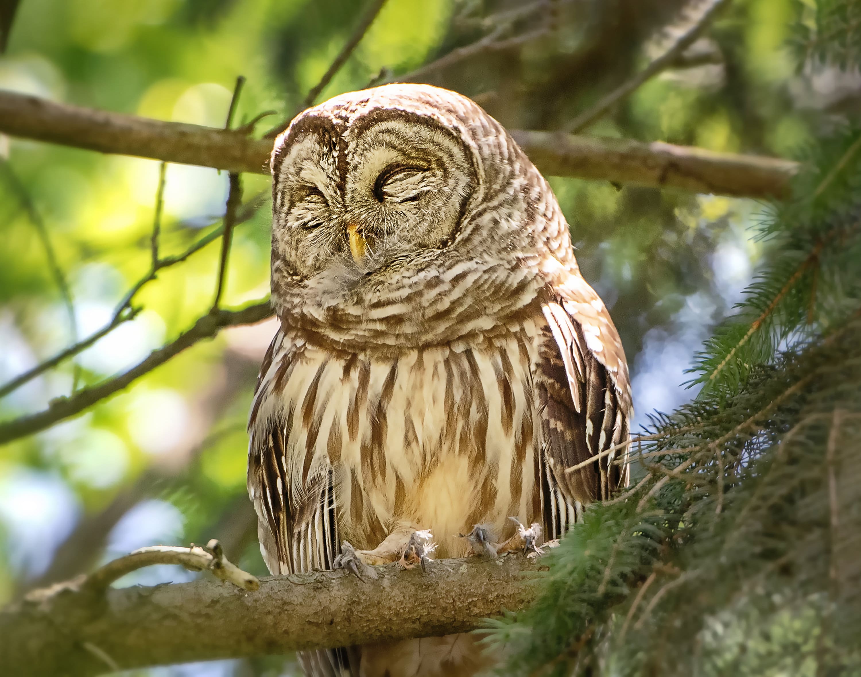 Sleepy Owl Barred Owl Photography Michigan Owls - Etsy