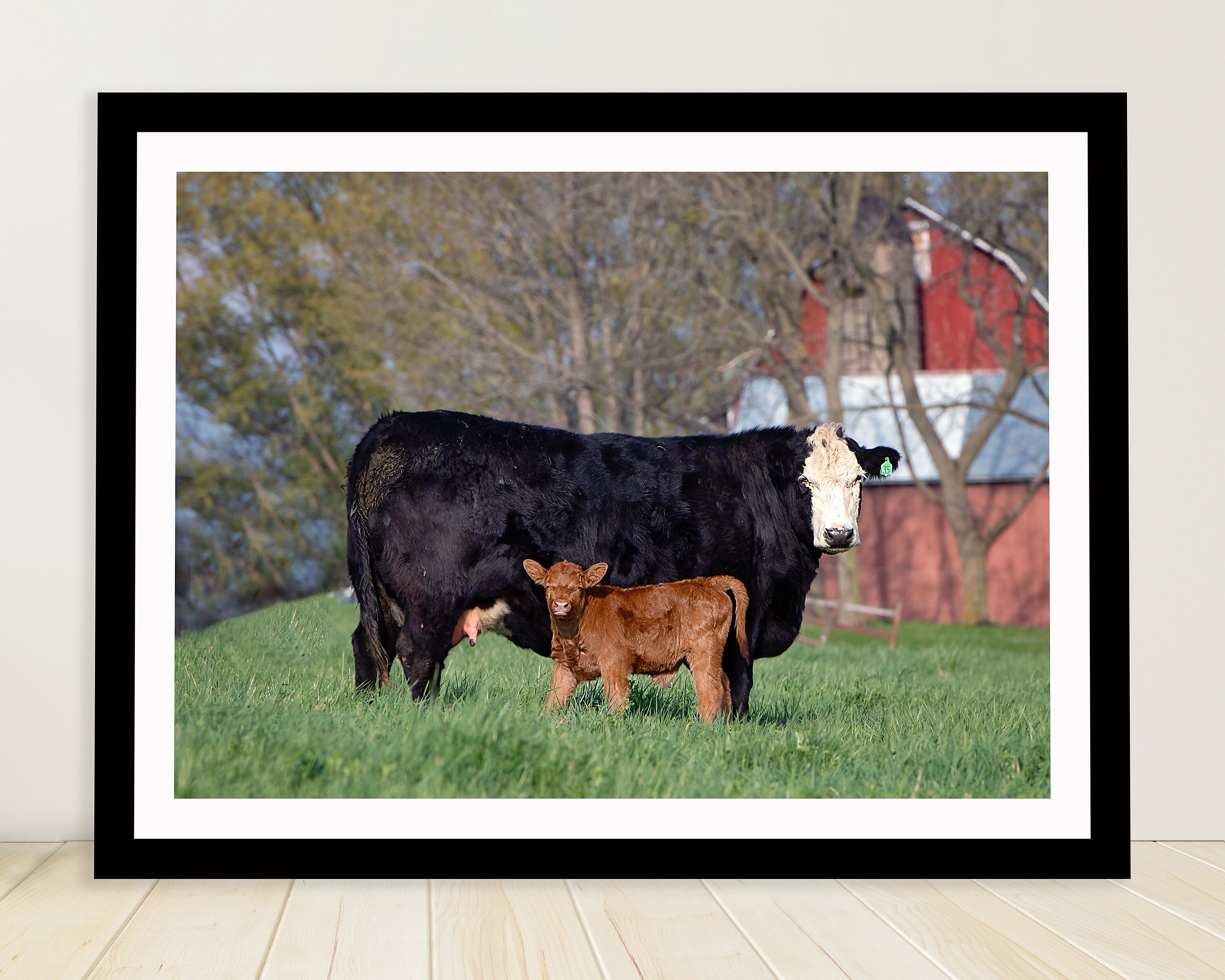 Cow Photography