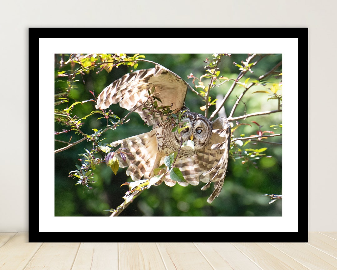 Barred Owl in Flight Photography Owl Prints - Etsy