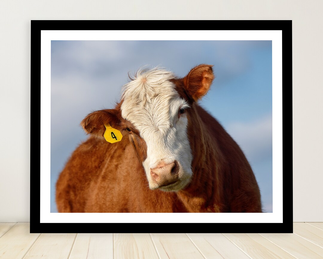 Cow Photography, Cow Print, Cow Poster, Animal Print, Cow Wall Art ...