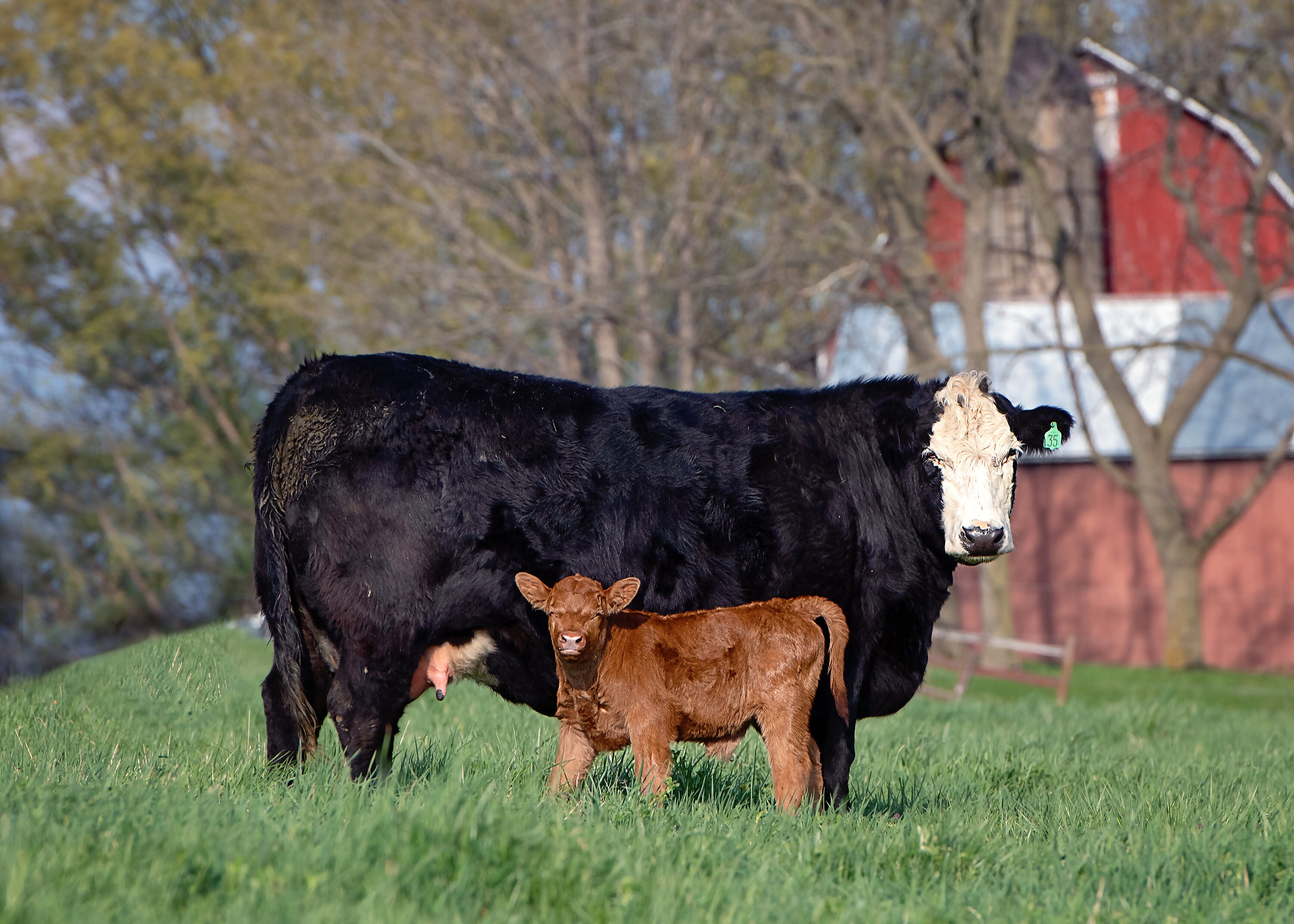 Mother and Baby Cow Photo Print, Farmhouse Wall Art - Etsy