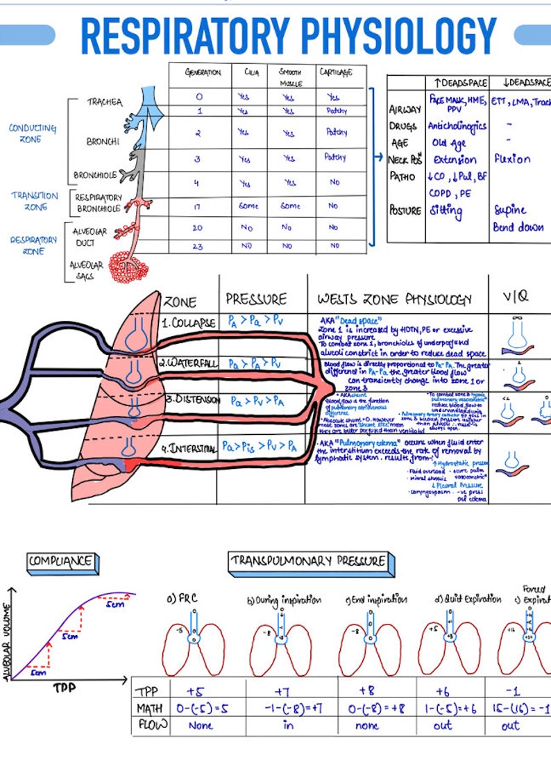 Airway, Respiratory, ANS & Cardiac - Etsy