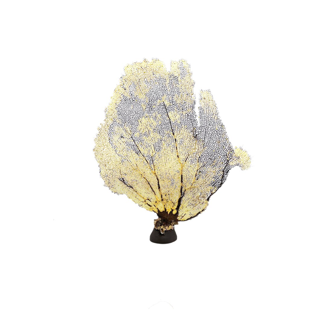 Original Yellow Crystal Encrusted Black and Yellow Sea Fan Beach Home ...