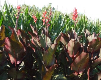 Musifolia Canna - Etsy