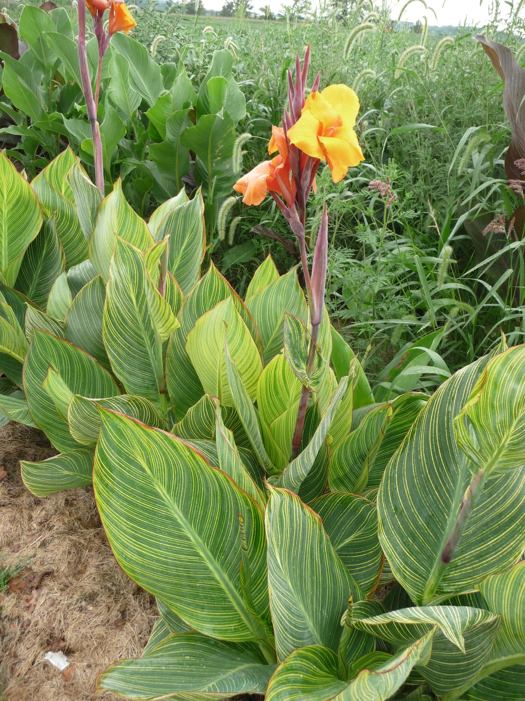 Bengal Tiger Canna Rhizomes Bulbs Variegated Leaf With Orange Flower 4 ...