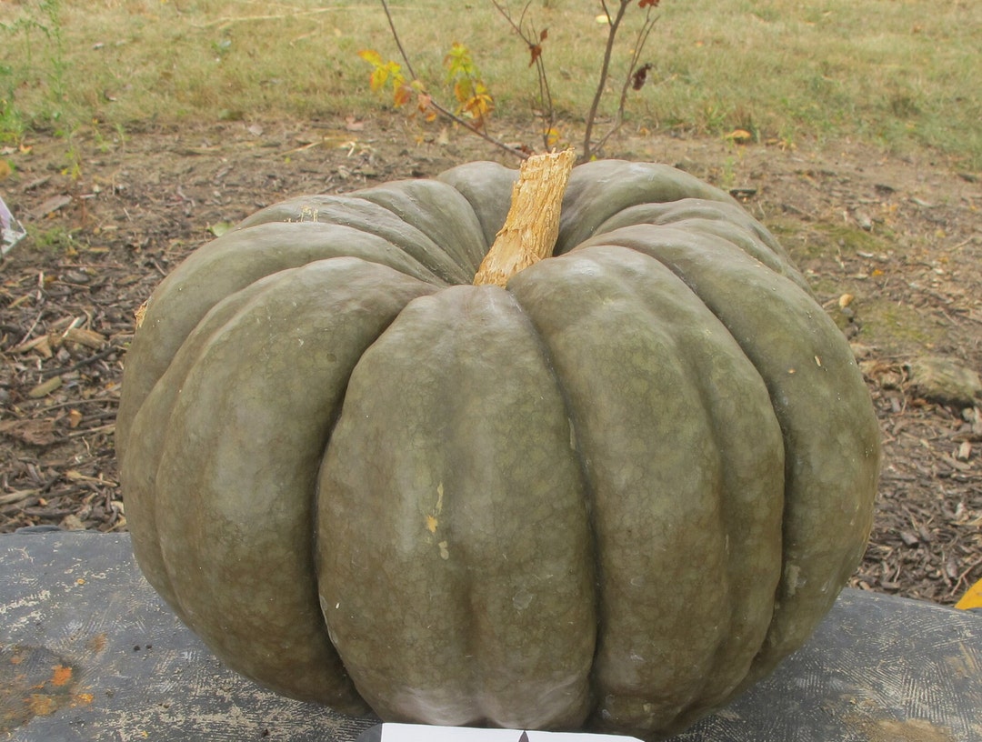 10 Heirloom Queensland Blue Pumpkin Seeds - Etsy