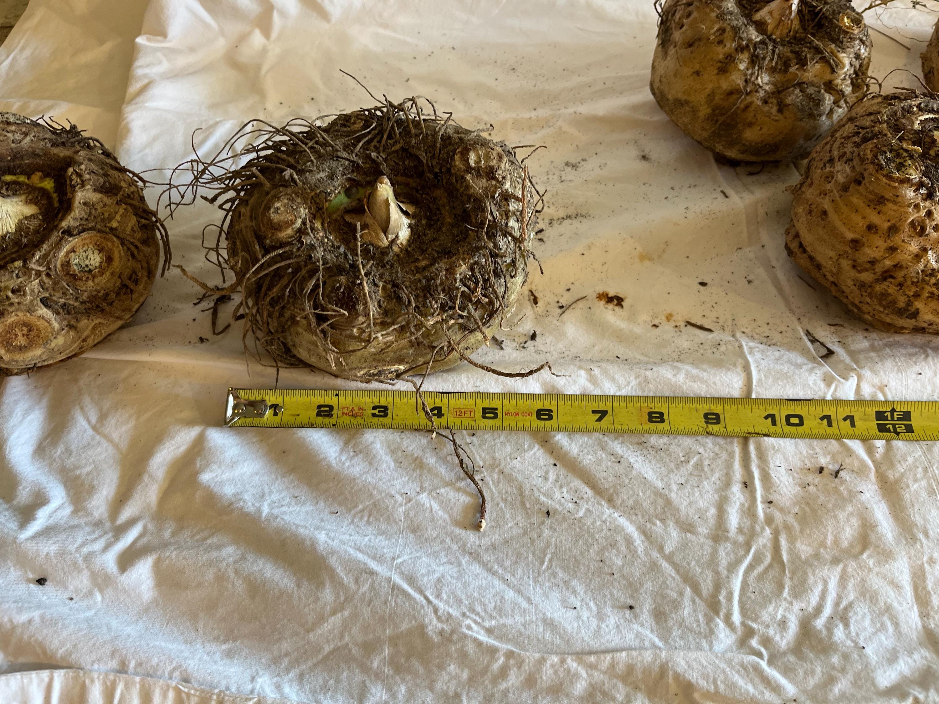 Voodoo Lily Sauromatum Venosum Corpse Flower Bulbs Corms 1-2" 3-4" and ...