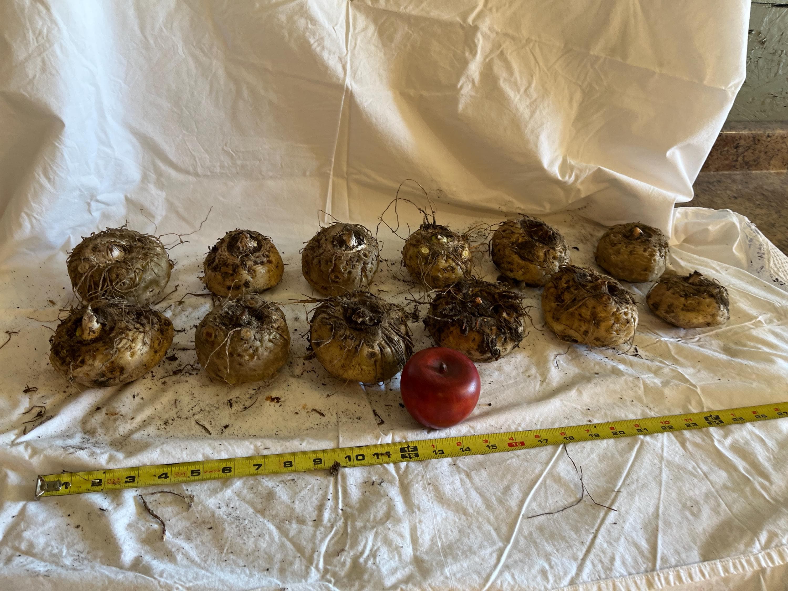 Voodoo Lily Sauromatum Venosum Corpse Flower Bulbs Corms 1-2" 3-4" and ...