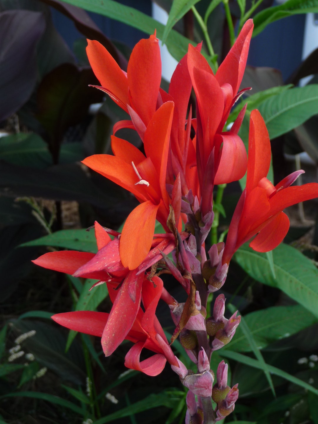 100 Canna Robert Kemp Seeds Green Leaf With a Red Flower That Attracts ...