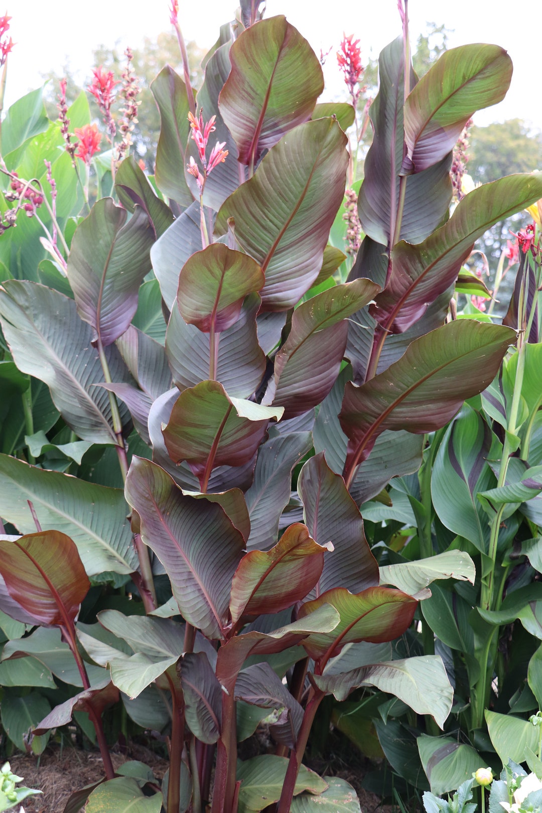 Musifolia Canna Rhizomes: Giant Bronze Leaf Canna Bulbs - Etsy