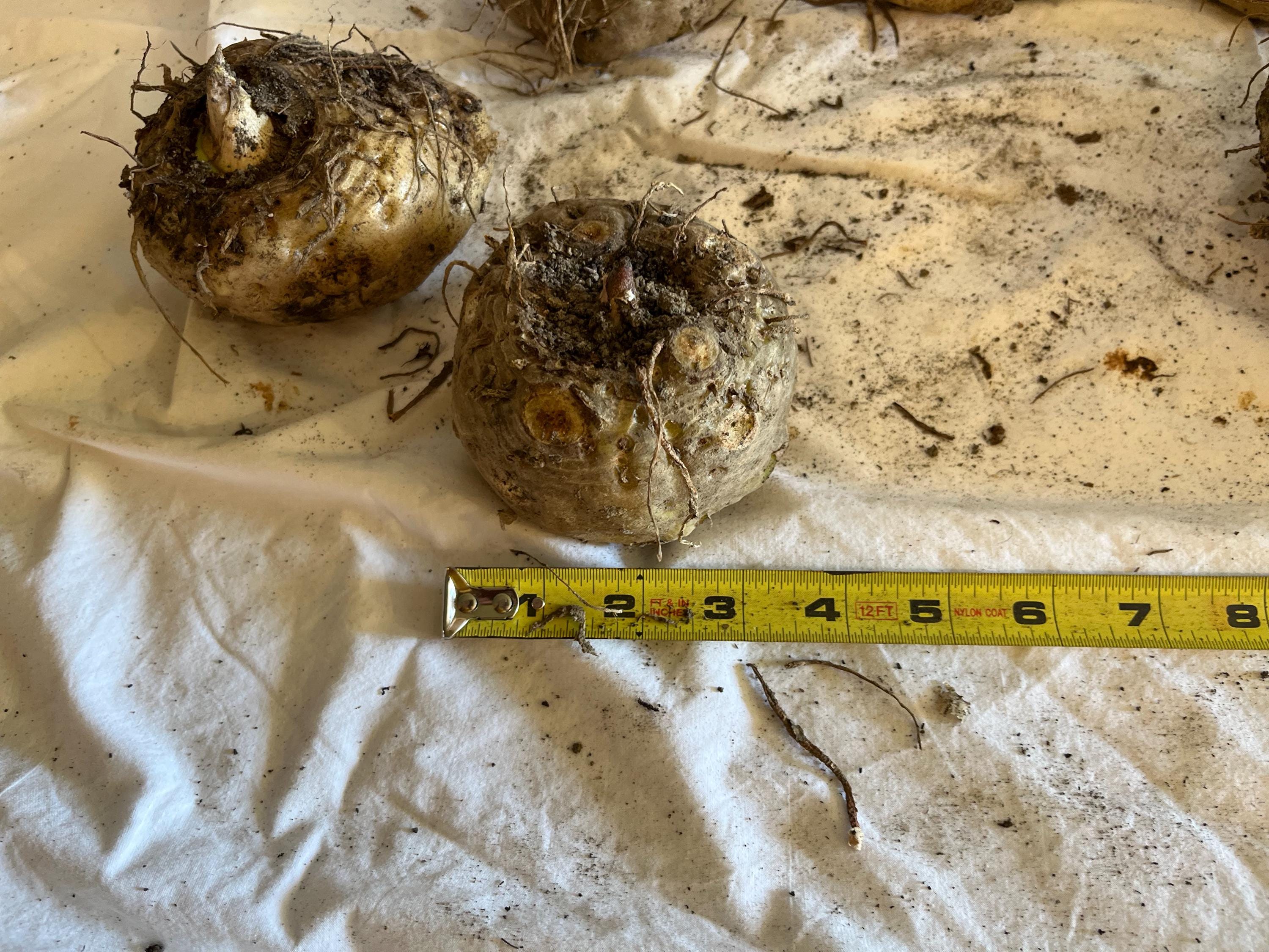 Voodoo Lily Sauromatum Venosum Corpse Flower Bulbs Corms 1-2" 3-4" and ...
