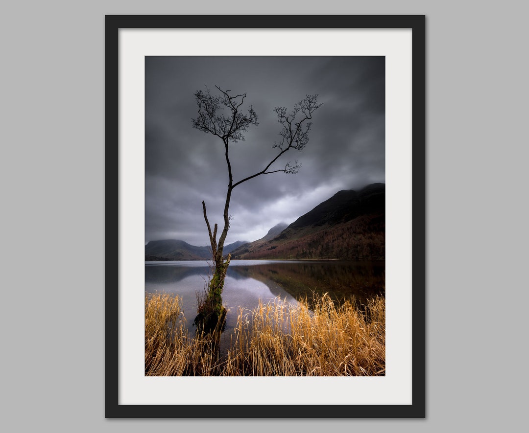 Buttermere Lone Tree, Lake District Print - Photographic Print, Canvas ...