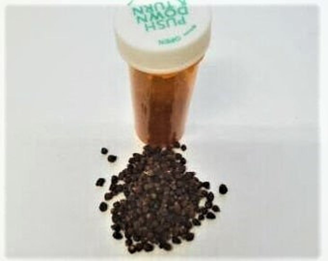 Pimienta De Guinea Paradise Seed Atare Santeria Osha Ifa Religion ...