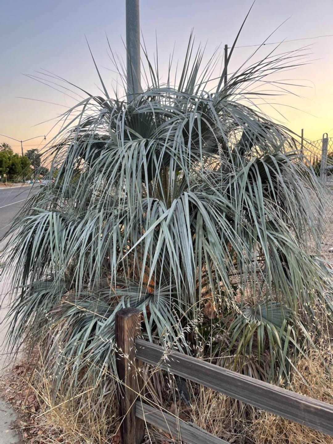 10 Brahea Clara Sonora Hesper Palm Seeds - Weeping Icicle Blue Palm - Etsy