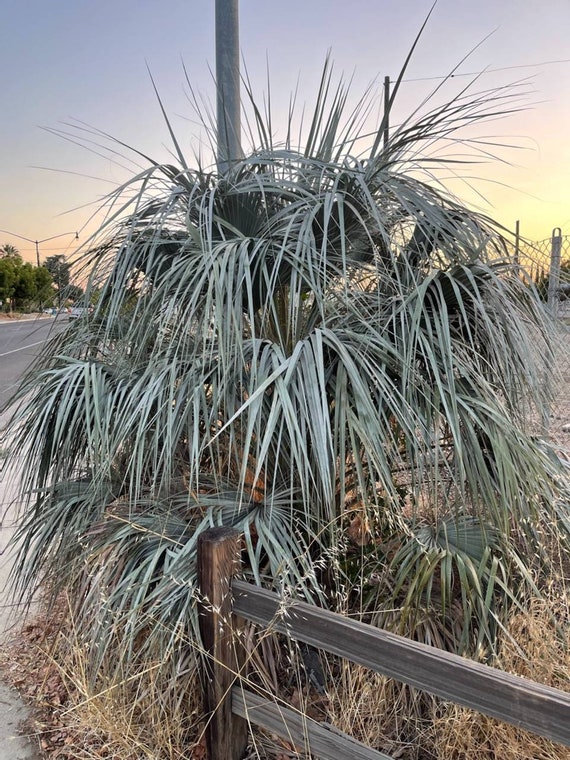 10 Brahea Clara Sonora Hesper Palm Seeds Weeping Icicle Blue - Etsy