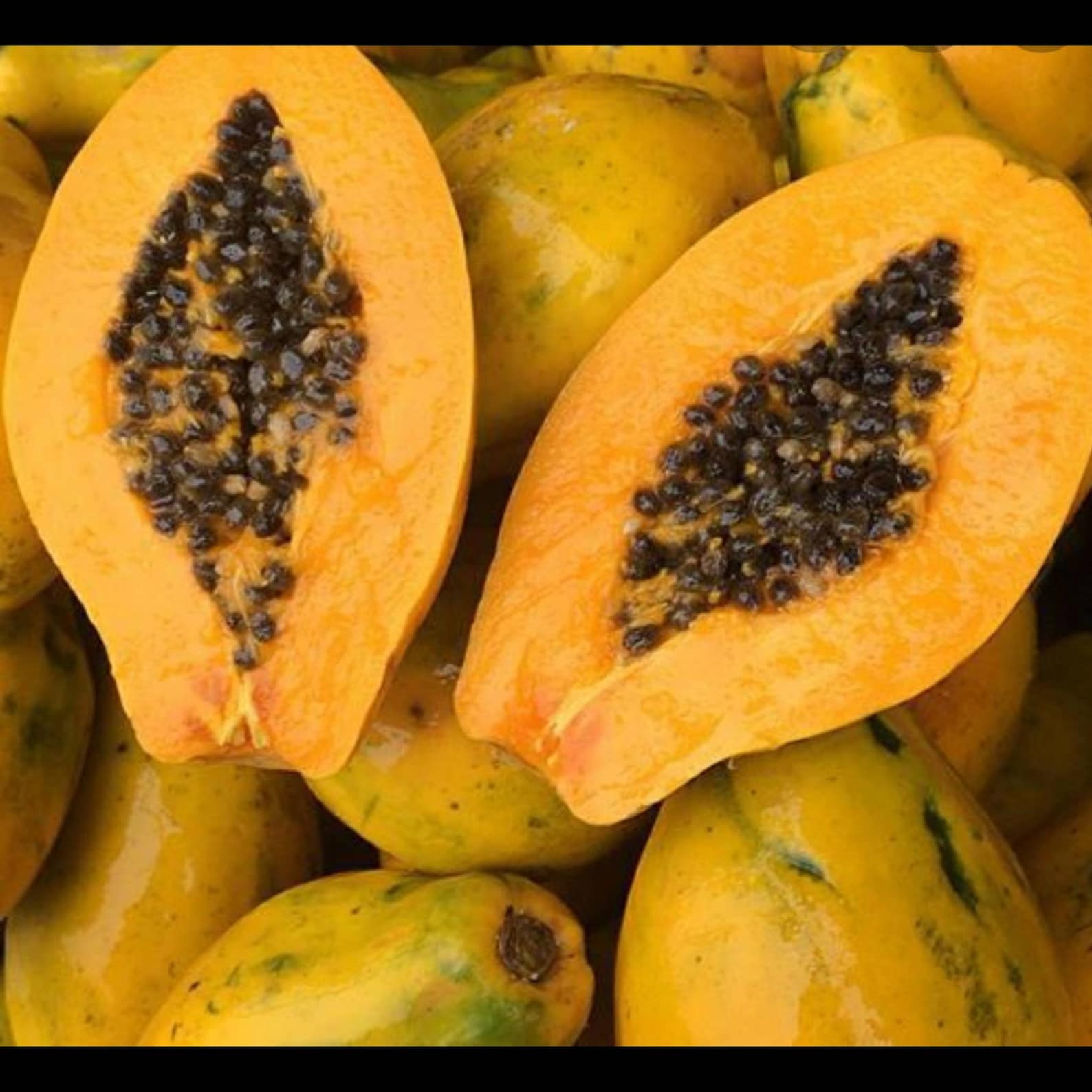 Solo Papaya Seeds, Strawberry Sunrise Papaya Seeds, Giant Colombian ...