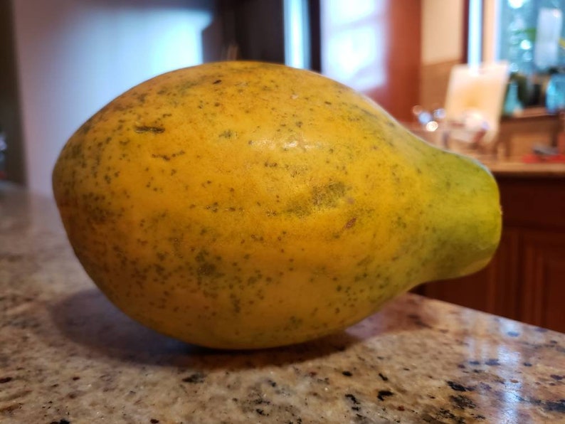 Solo Papaya Seeds Strawberry Sunrise Papaya Seeds Giant - Etsy