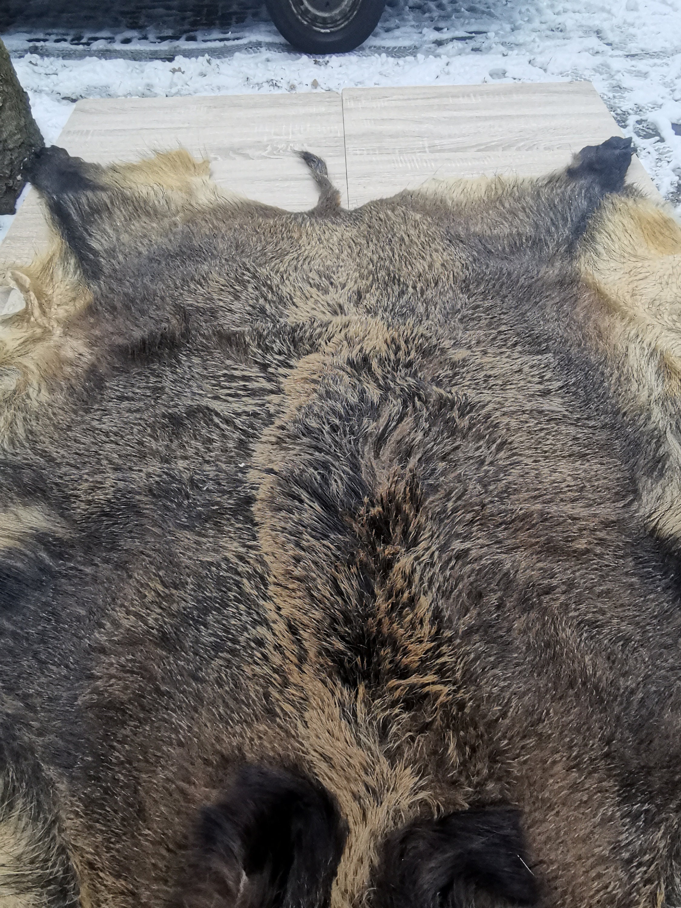 European GIANT Wild Boar Wild Boar Skin Natural Product Real - Etsy