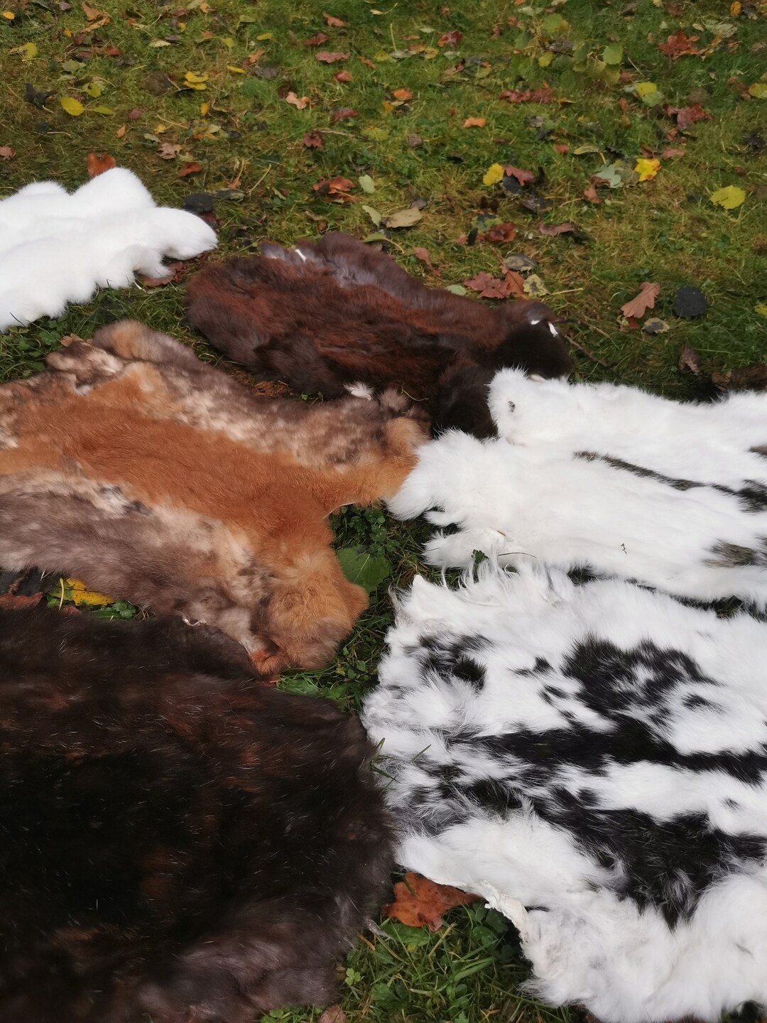 10x XXL Rabbit Furs, Hare Furs, Rabbit Skin, Rabbit, Hare Fur, B-grade ...