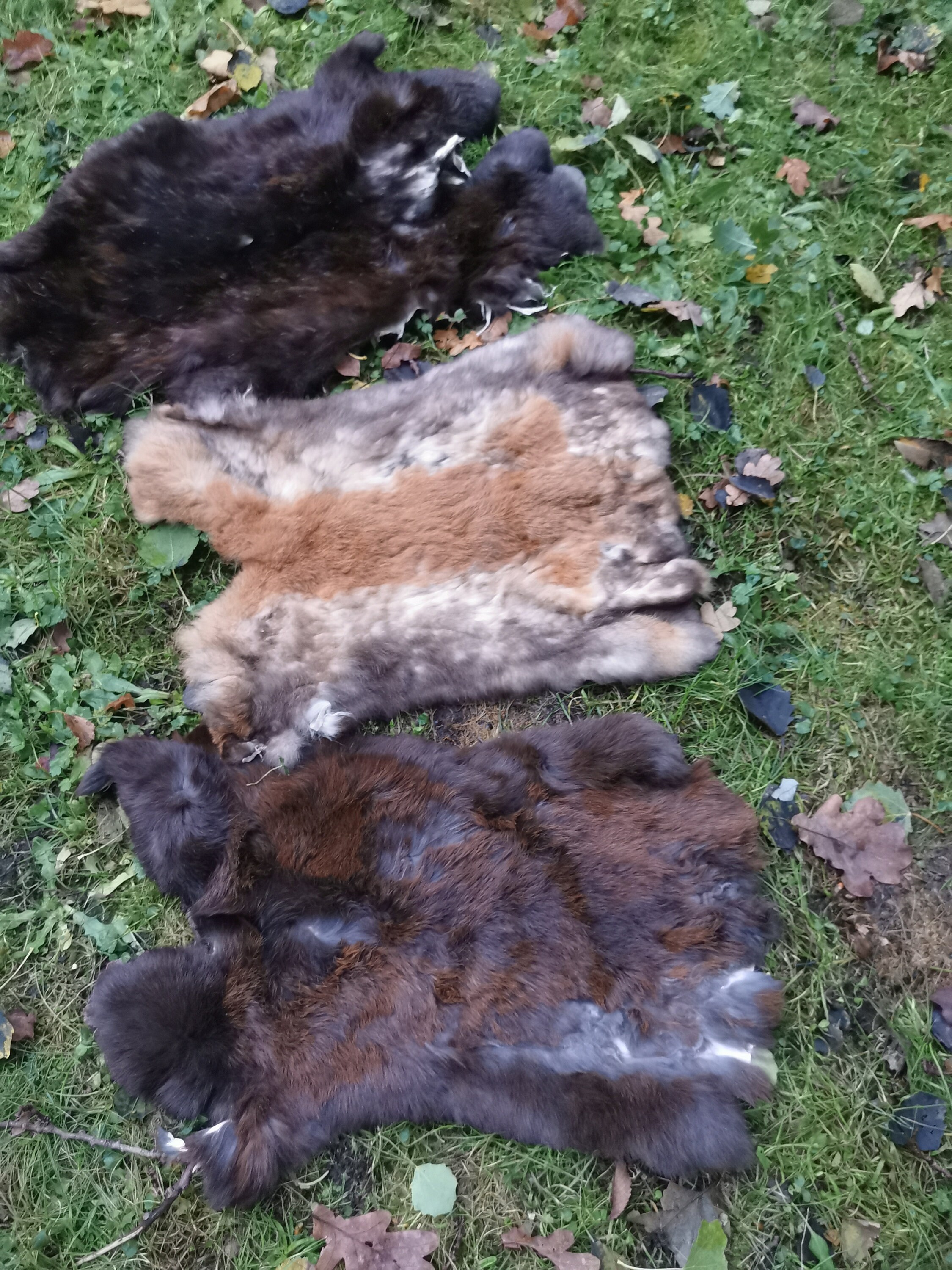 10x XXL Rabbit Skins Hassenfelle Rabbit Fur Rabbit Fur B Goods at a Top ...