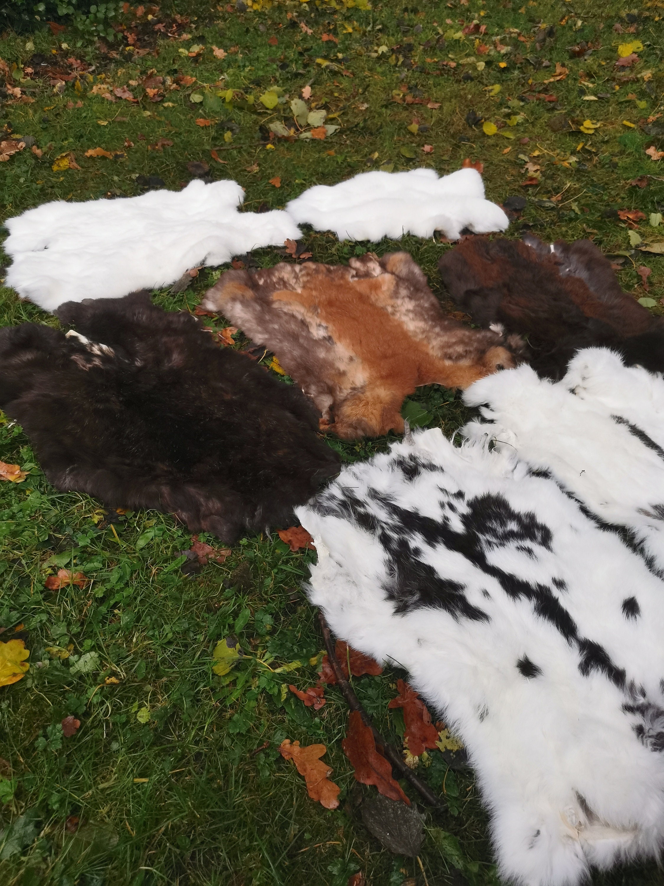 10x XXL Rabbit Skins Hassenfelle Rabbit Fur Rabbit Fur B Goods at a Top ...