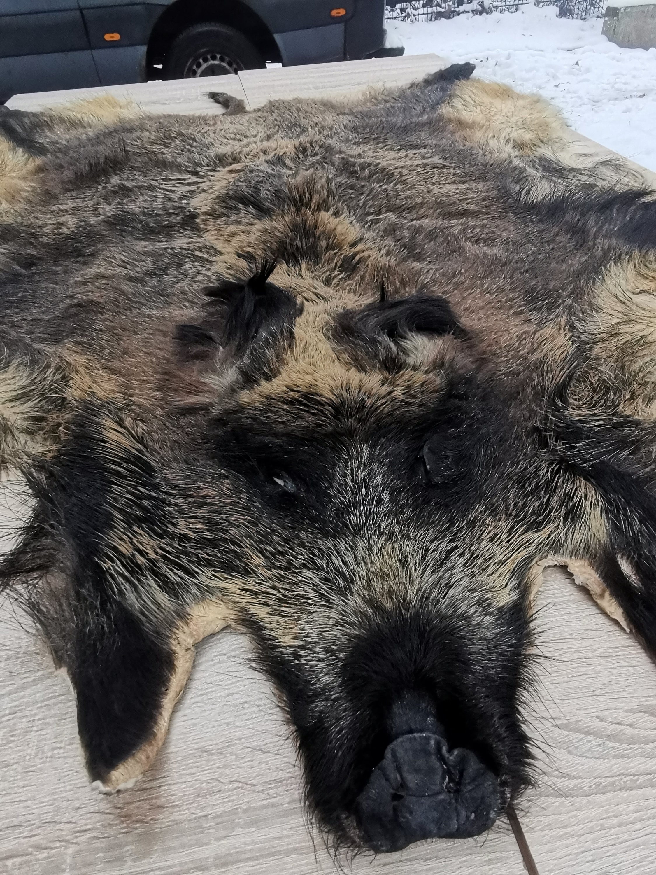European GIANT Wild Boar Wild Boar Skin Natural Product Real - Etsy