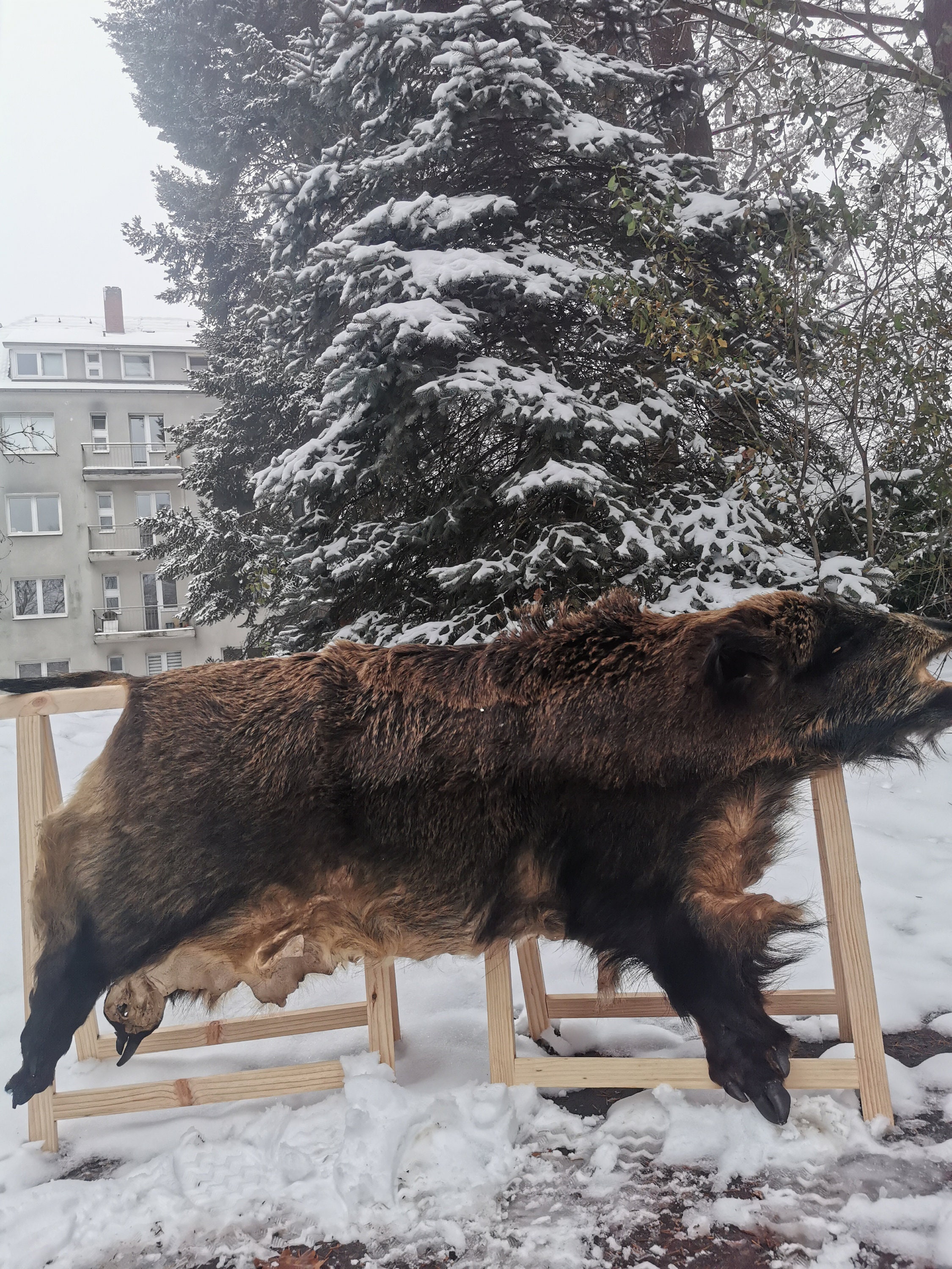 European GIANT Wild Boar Wild Boar Skin Natural Product Real - Etsy