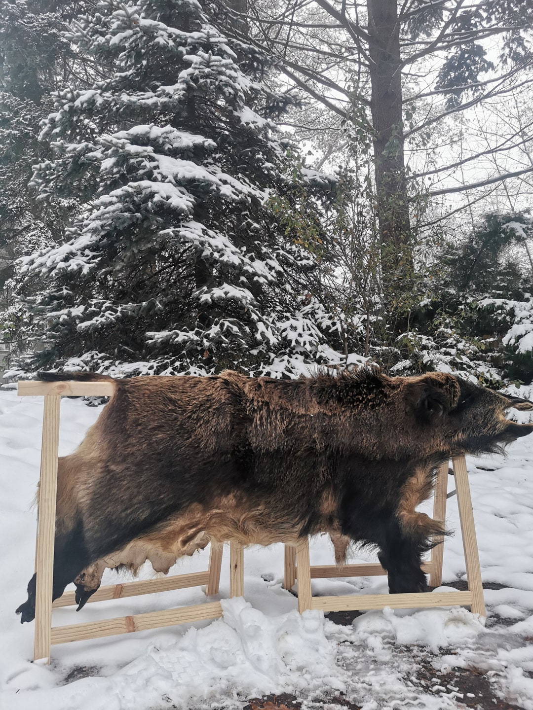 European GIANT Wild Boar Wild Boar Skin, Natural Product, Real Fur ...