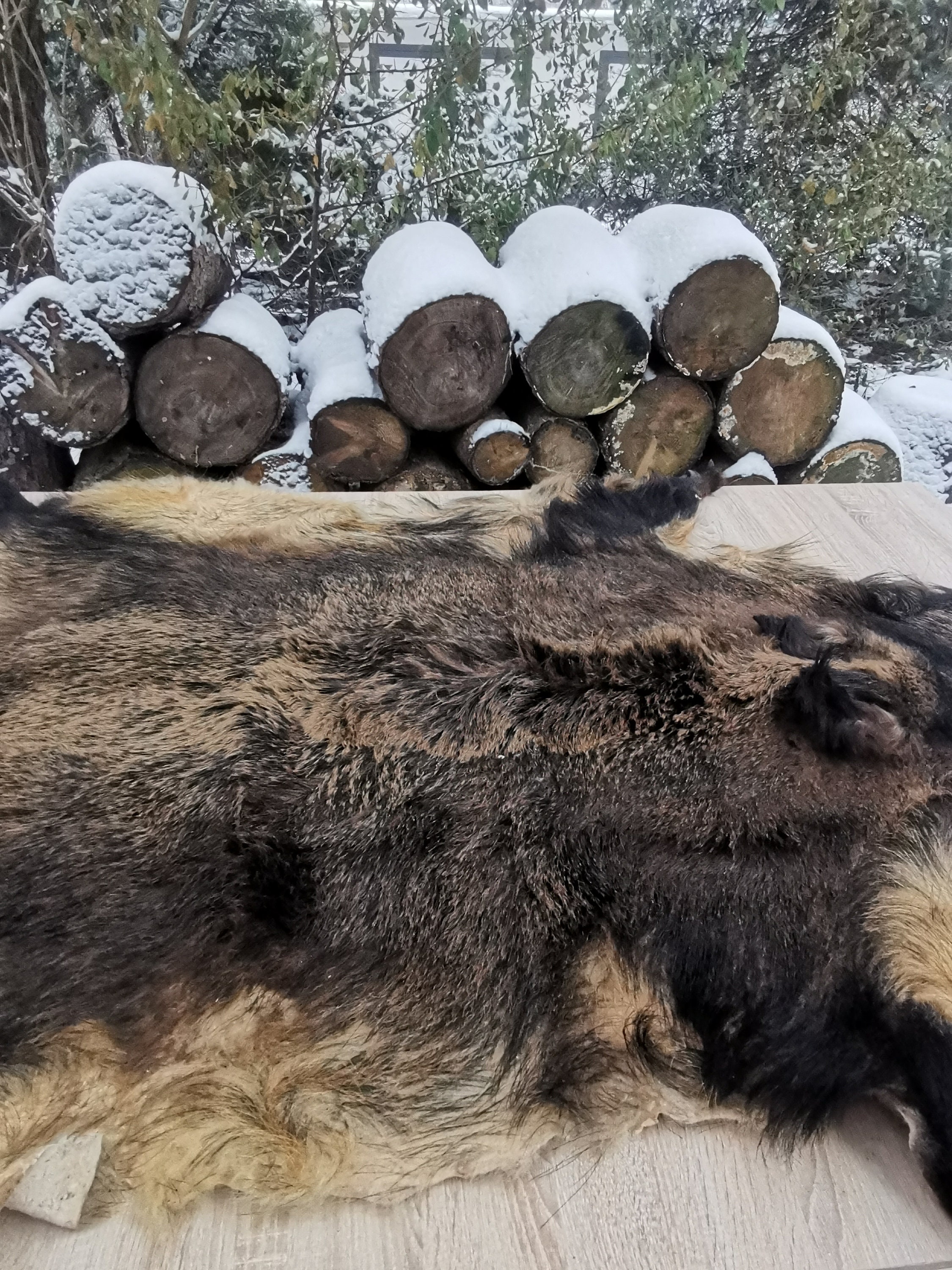 European GIANT Wild Boar Wild Boar Skin Natural Product Real - Etsy