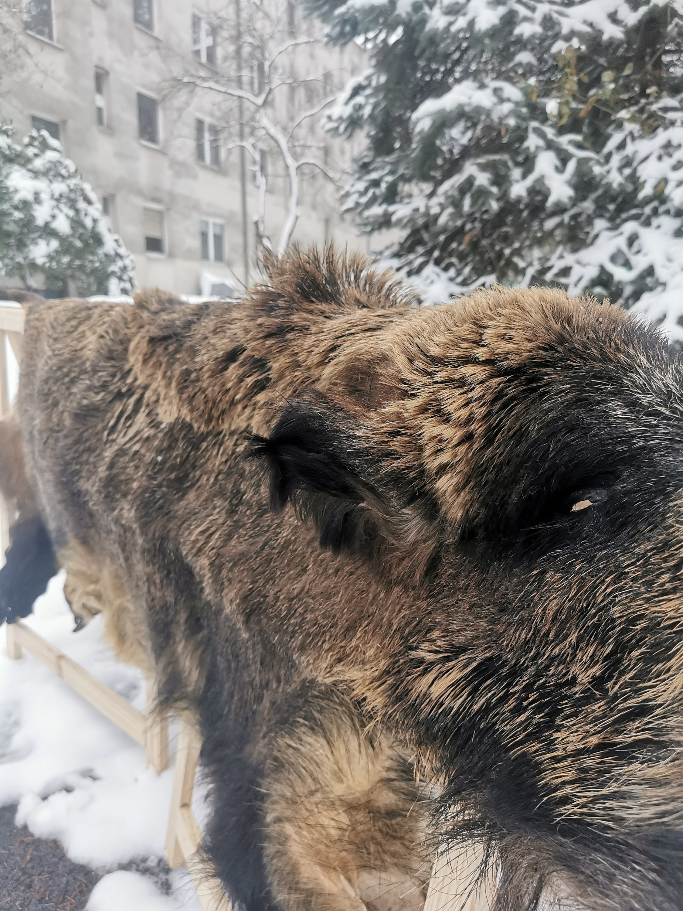 European GIANT Wild Boar Wild Boar Skin Natural Product Real - Etsy