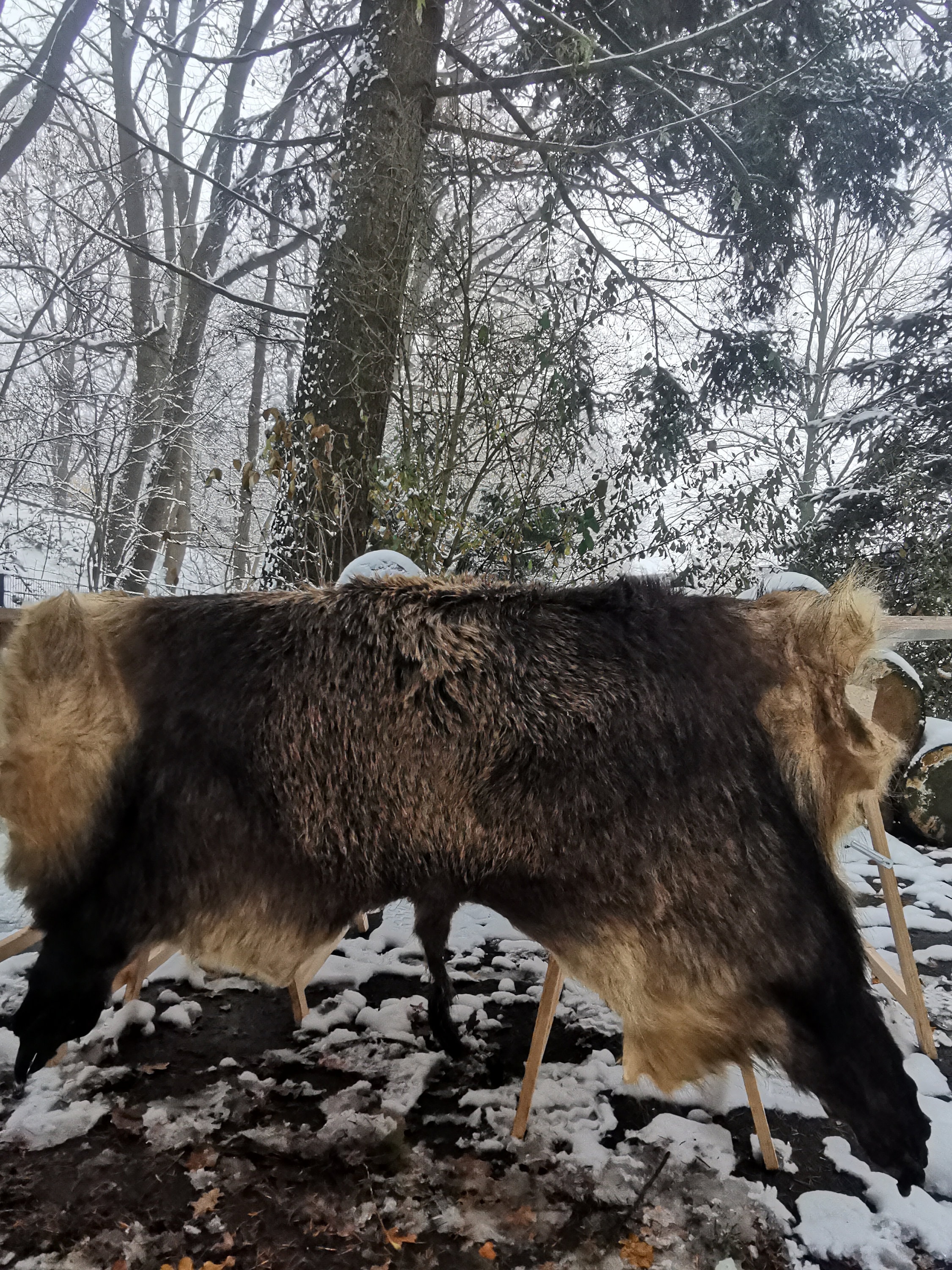 European GIANT Wild Boar Wild Boar Skin Natural Product Real - Etsy