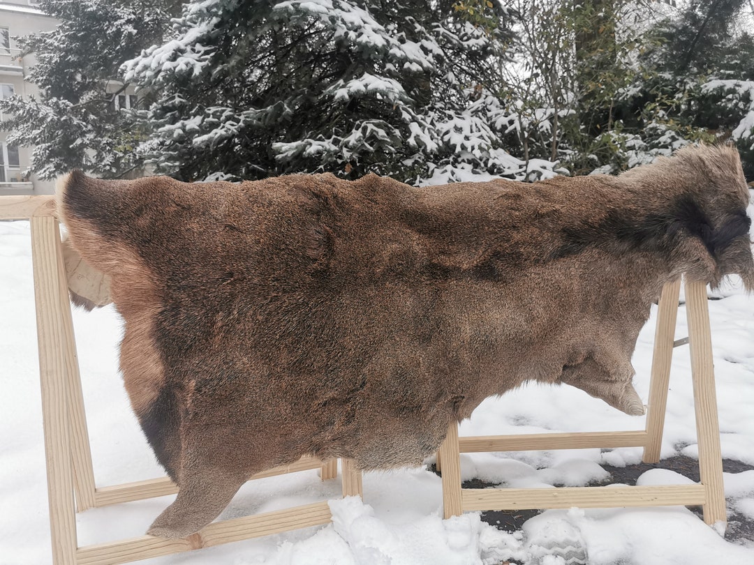 Red Deer Skin, Deer, Red Deer Fur, First Choice, Second Choice, Beauty ...