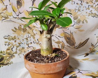 Miniature Desert Rose - Etsy