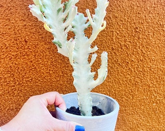 White Ghost Cactus 7-9 Tall Gray Ghost Euphorbia Lactea Live Cactus ...