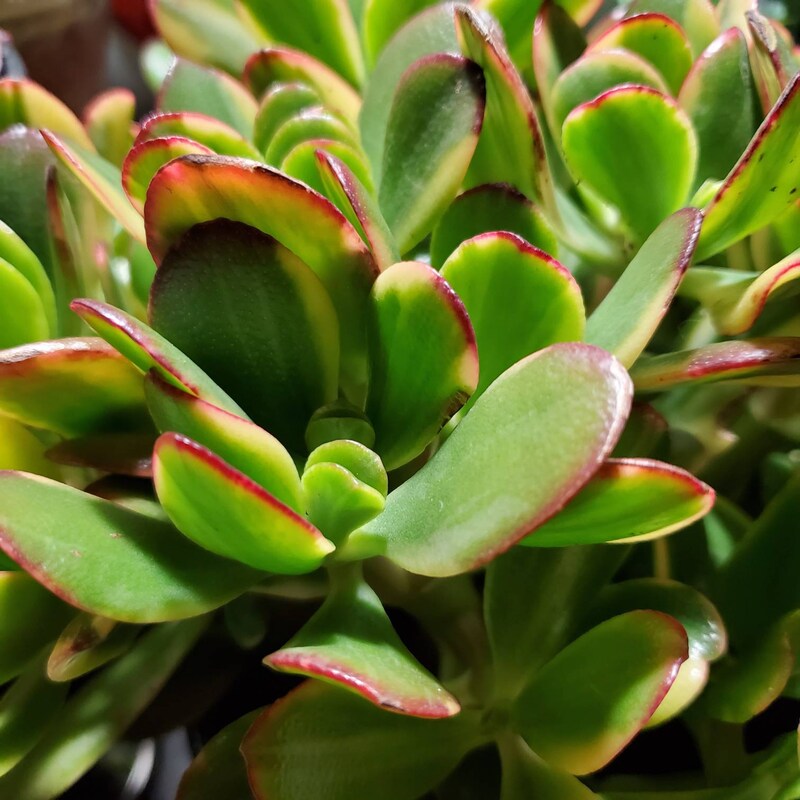 Jade Plant - Etsy