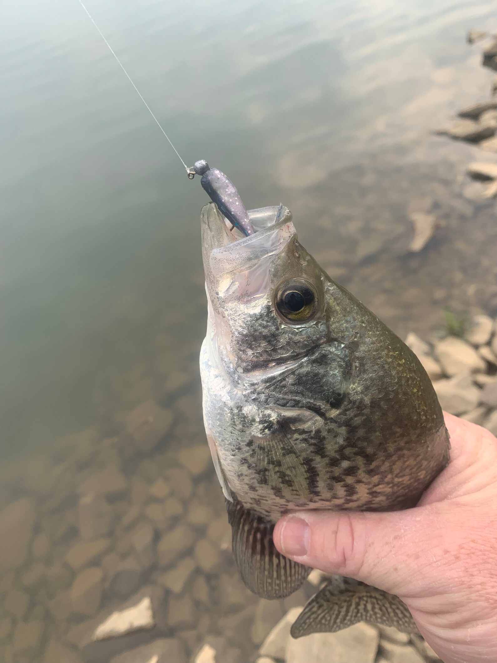 2” Stingertail Threadfin Shad QTY 20 - Etsy