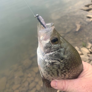 2” Stingertail Threadfin Shad QTY 20 - Etsy