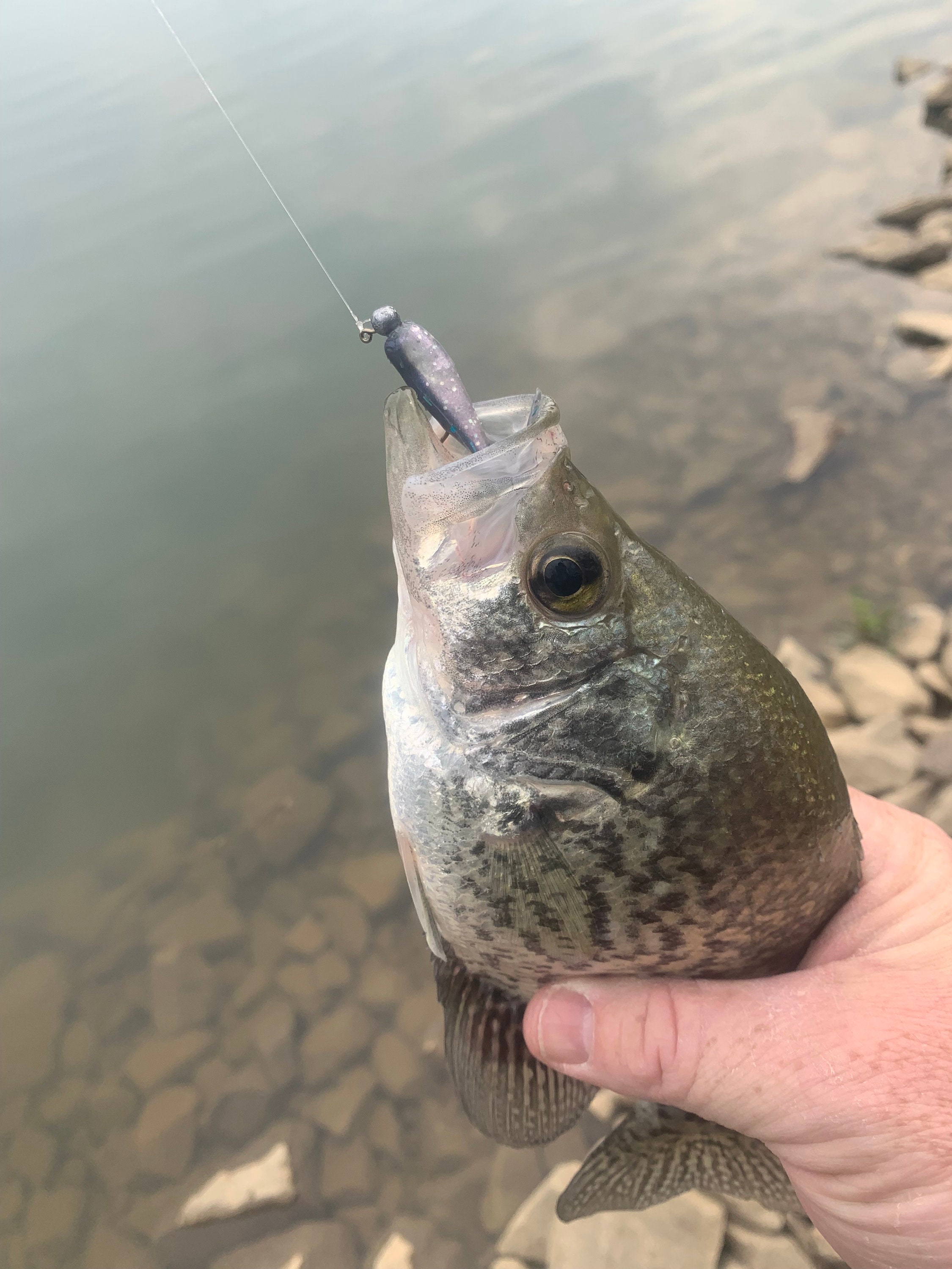 2” Stingertail Threadfin Shad QTY 20 - Etsy